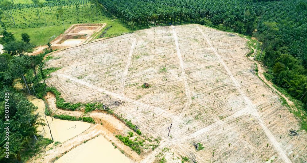 Aerial of fresh green palm oil tree plantation farm forest shot in the ...