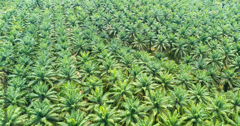 Aerial of fresh green palm oil tree plantation farm forest shot in the ...