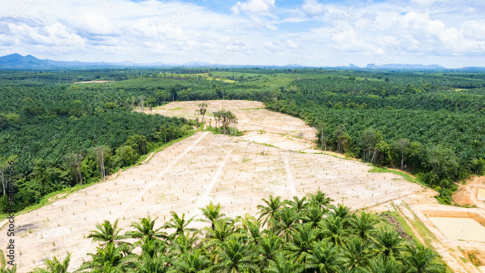 Aerial of fresh green palm oil tree plantation farm forest shot in the ...
