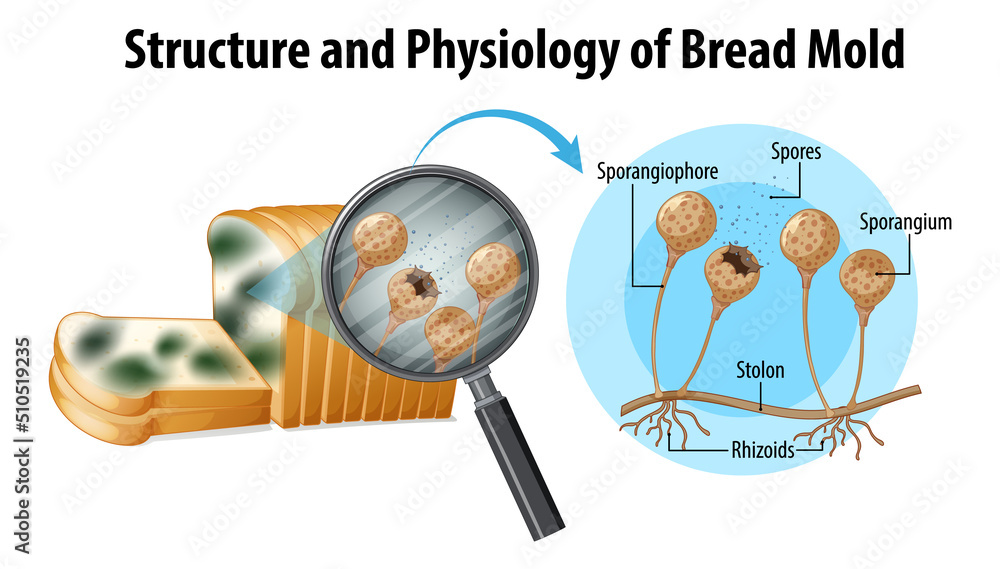 structure and physiology of bread mold Stock Vector | Adobe Stock