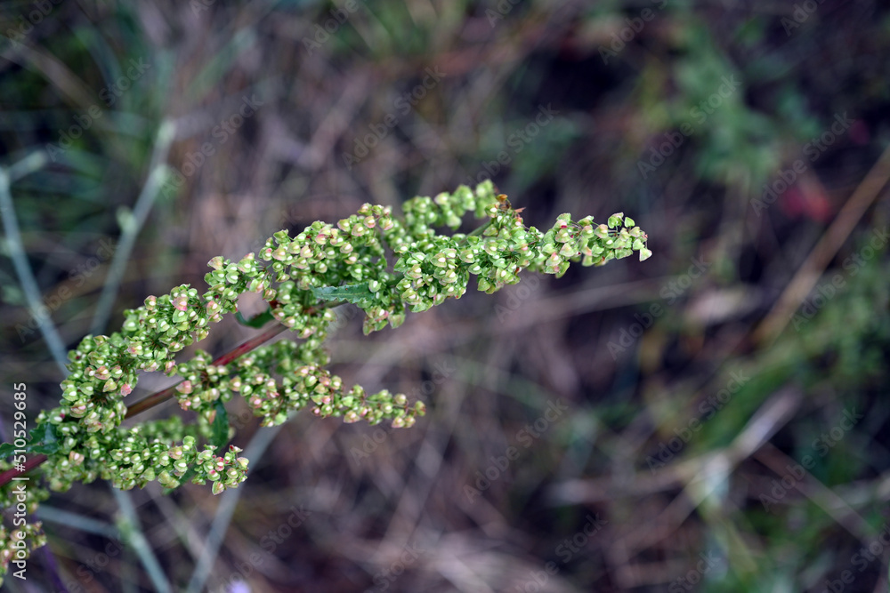 Rumex plant. Rumex crispus plant. Dock flower spike, red in the sun ...