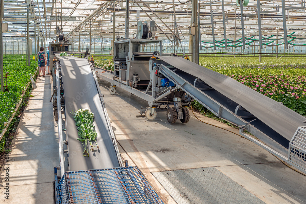 Foto de Internal transport system of a modern Dutch cut flower nursery ...