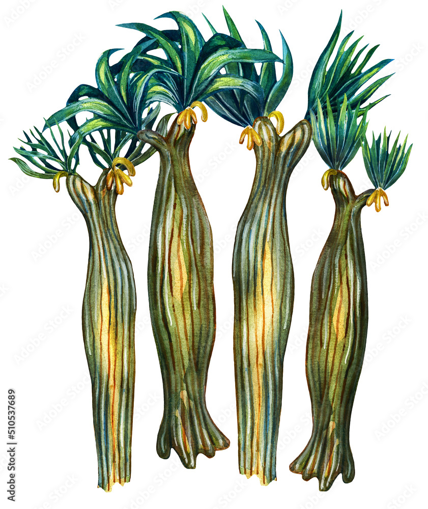 Prehistoric trees. The evolution of flora. Drawing of watercolor plants ...