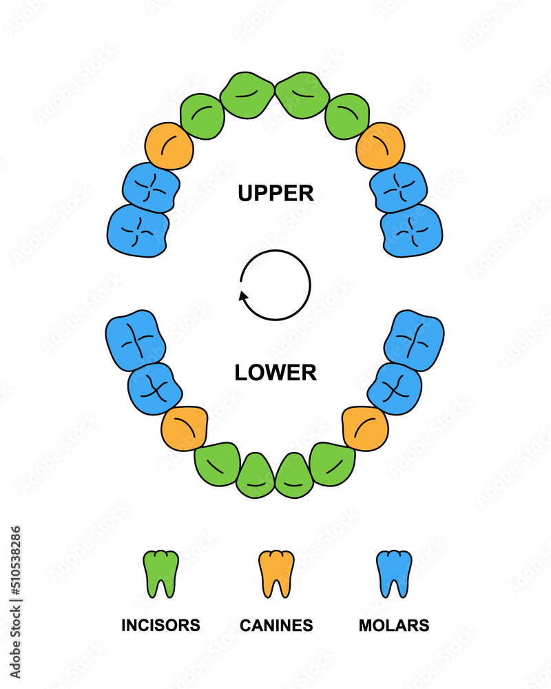 Child teeth dentition anatomy with descriptions. Child upper and lower ...