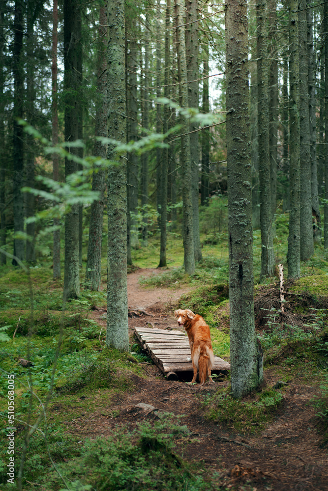 red dog in the summer forest. Nova Scotia duck retriever in nature ...
