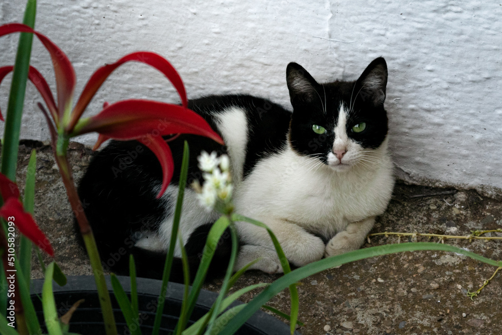 Gato enfadado tumbado mira fijamente Stock Photo | Adobe Stock