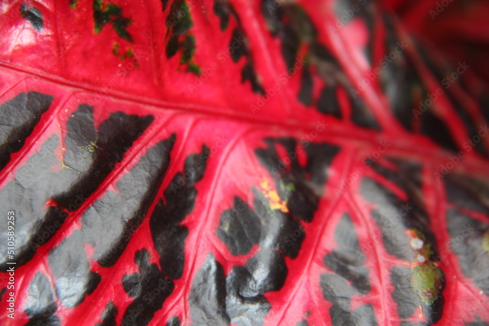 Close up of a Croton leaf (Codiaeum variegatum), colorful nature ...