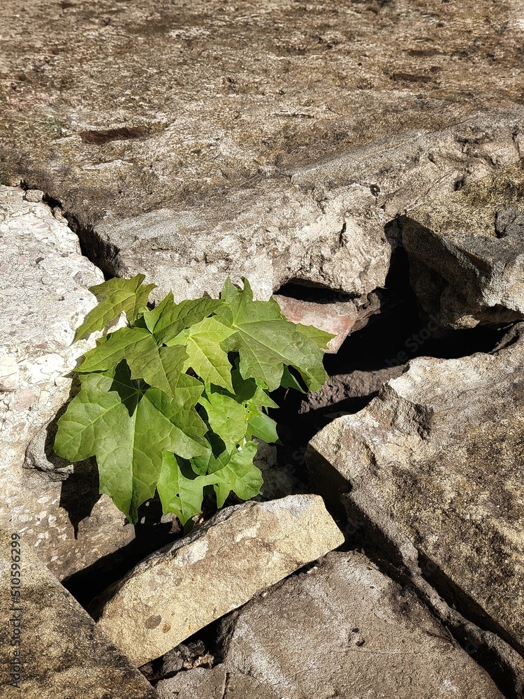A young maple tree grows from concrete slabs. The concept of resilience ...