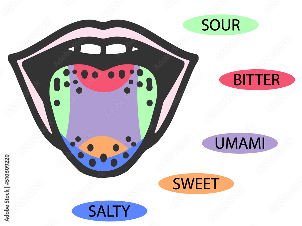 Taste scheme concept. Vector flat modern color illustration. Mouth ...