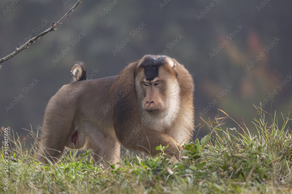 Nature wildlife of huge Pigtail Macaque find moth as food on nature ...