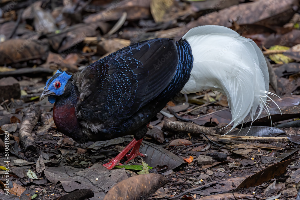 Nature wildlife of Bulwer's Pheasant rare endemic big bird of Sabah ...
