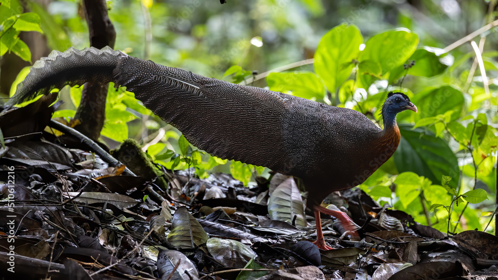 Nature wildlife image of The Great Argus in the deep jungle in Sabah ...