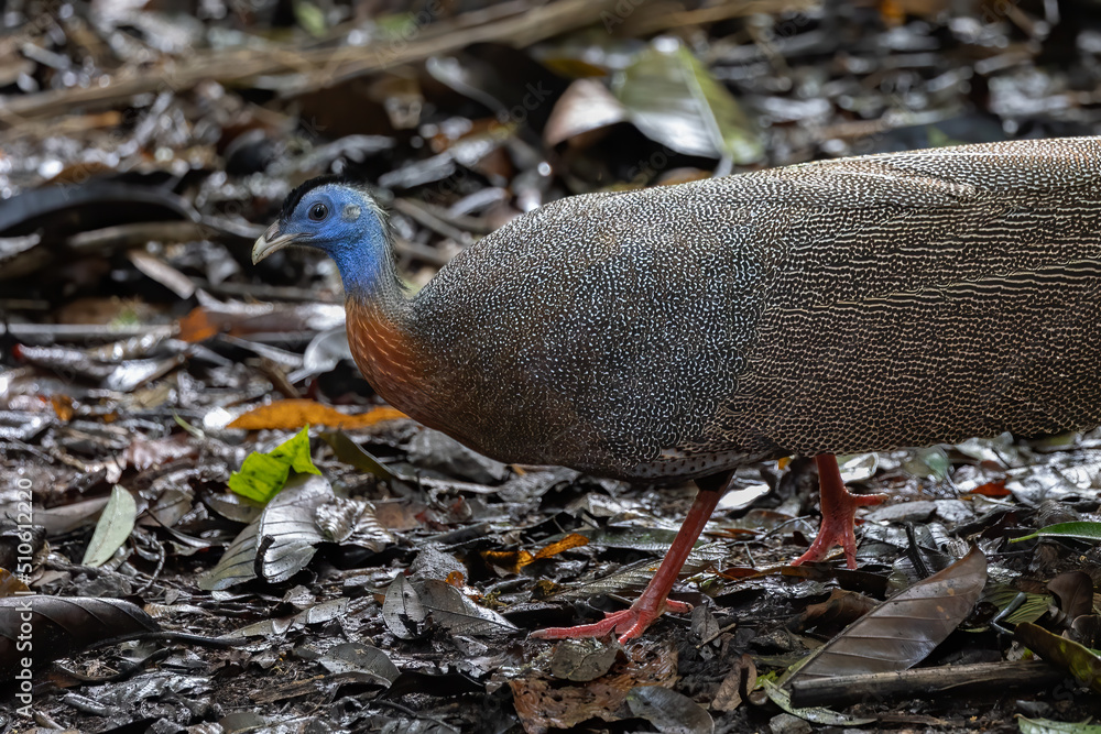 Nature wildlife image of The Great Argus in the deep jungle in Sabah ...