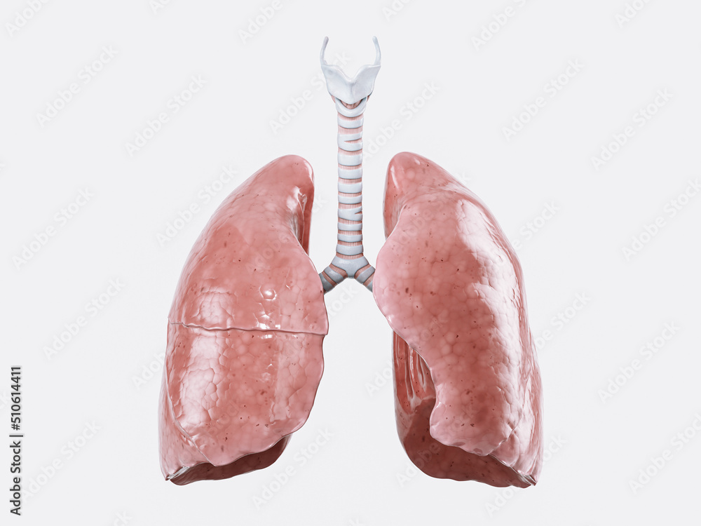 Realistic 3d illustration of internal human organ - lungs isolated on ...