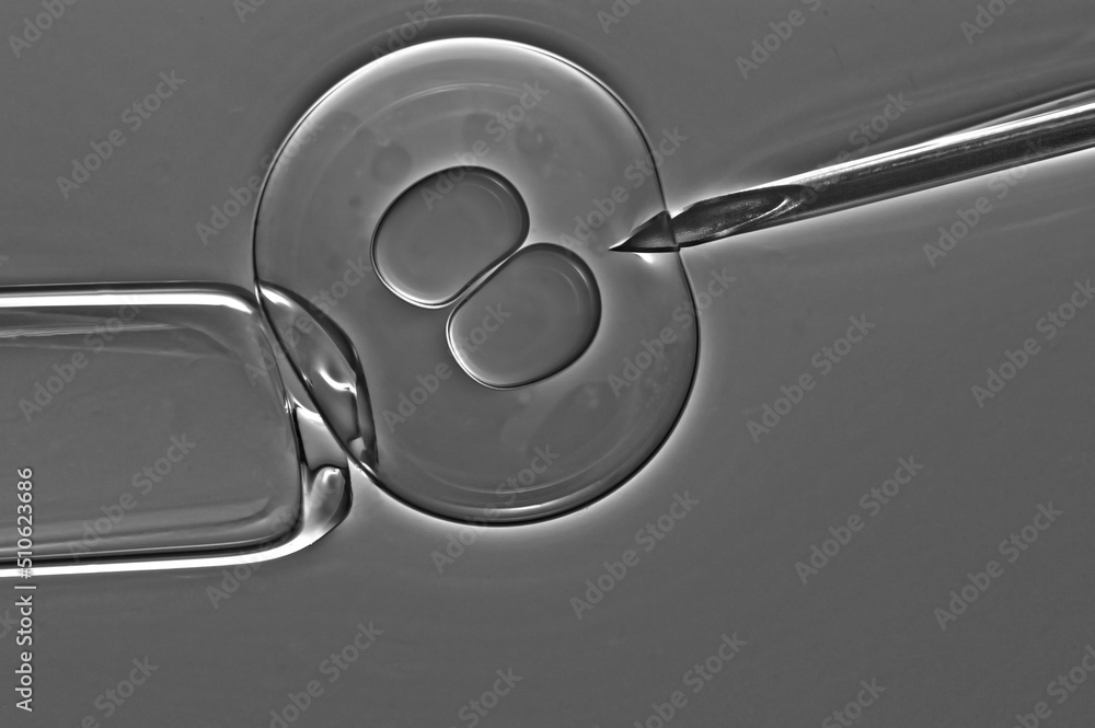 imitation of the image seen through the eyepiece of a microscope ...