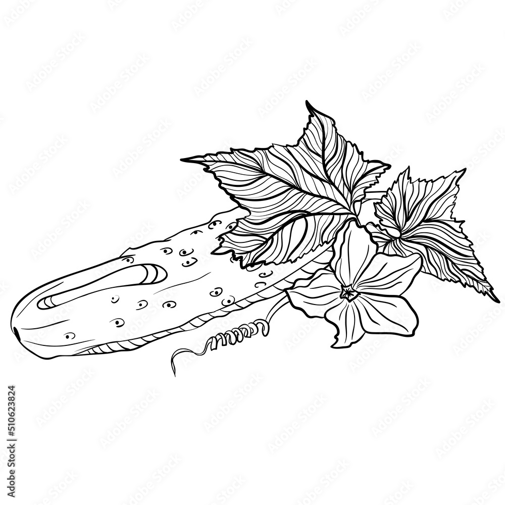 Whole cucumber with leaves and flower. Vector illustrations in hand ...
