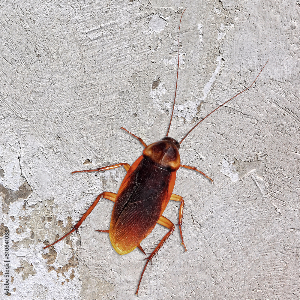 American cockroach (Periplaneta americana) cockroach on the wall Stock ...