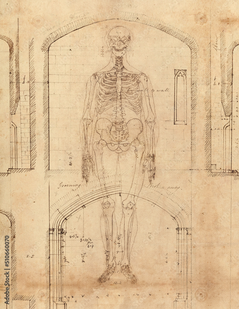 Renaissance Anatomy