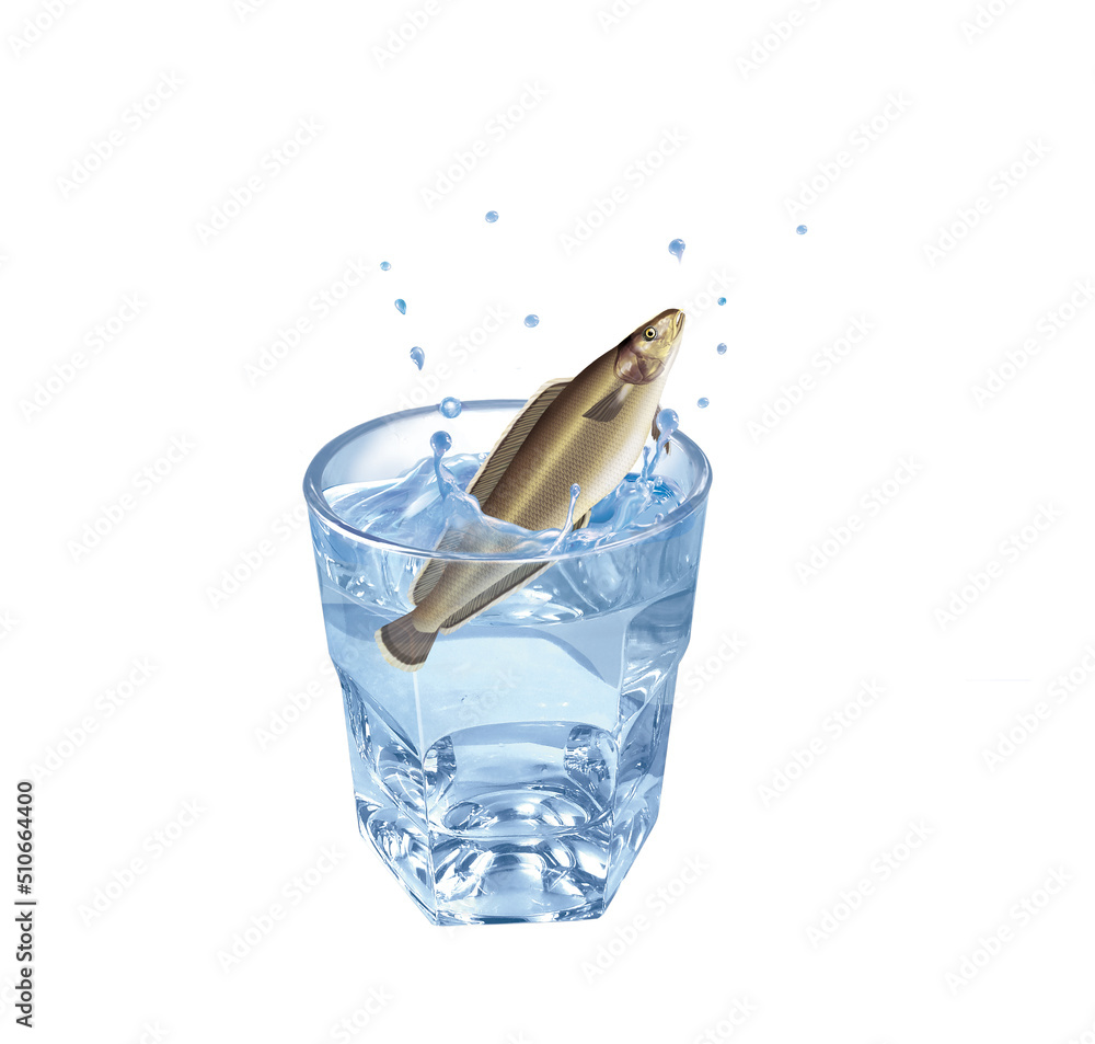 brosme , poisson, évasion, eau, en verre, boire, clapoter, glace, isolé ...