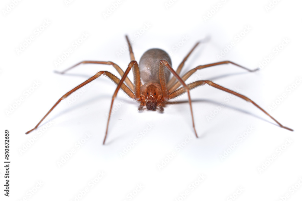 Closeup picture of a female of the Mediterranean recluse spider ...