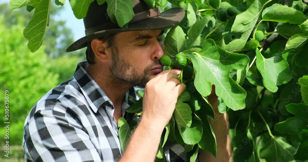 Farmer checking the quality of ripe fruit, its color and quality. The ...