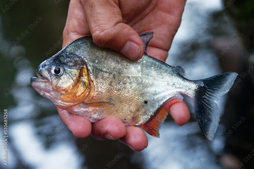 Red-bellied Piranha - Pygocentrus nattereri also red piranha, fish ...