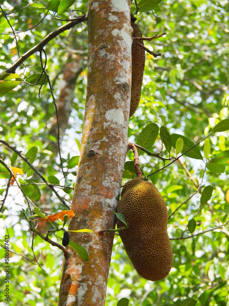 breadfruit tree in a spice farm in Zanzibar Stock Photo | Adobe Stock