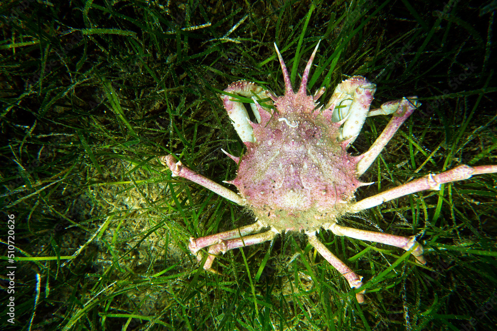 European Spiny spider crab - (Maja squinado) Stock Photo | Adobe Stock