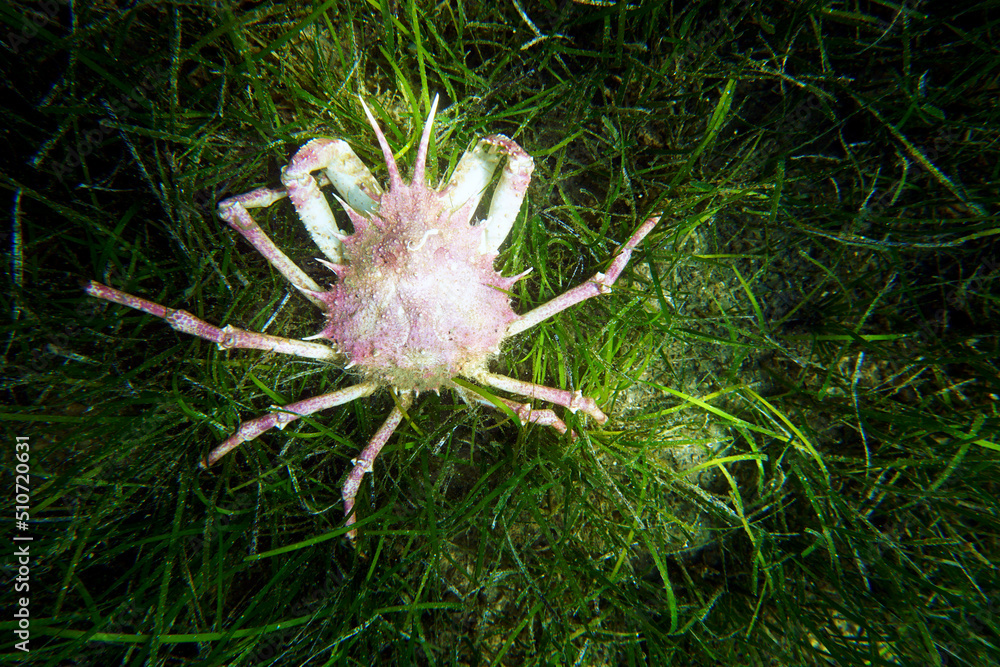 European Spiny spider crab - (Maja squinado) Stock Photo | Adobe Stock