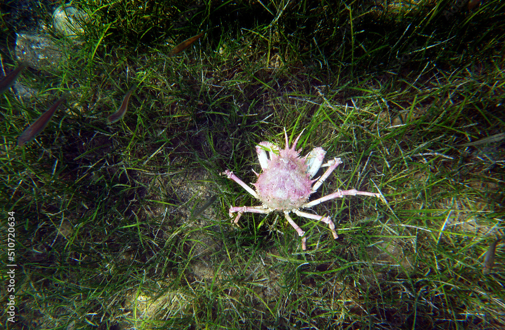European Spiny spider crab - (Maja squinado) Stock Photo | Adobe Stock