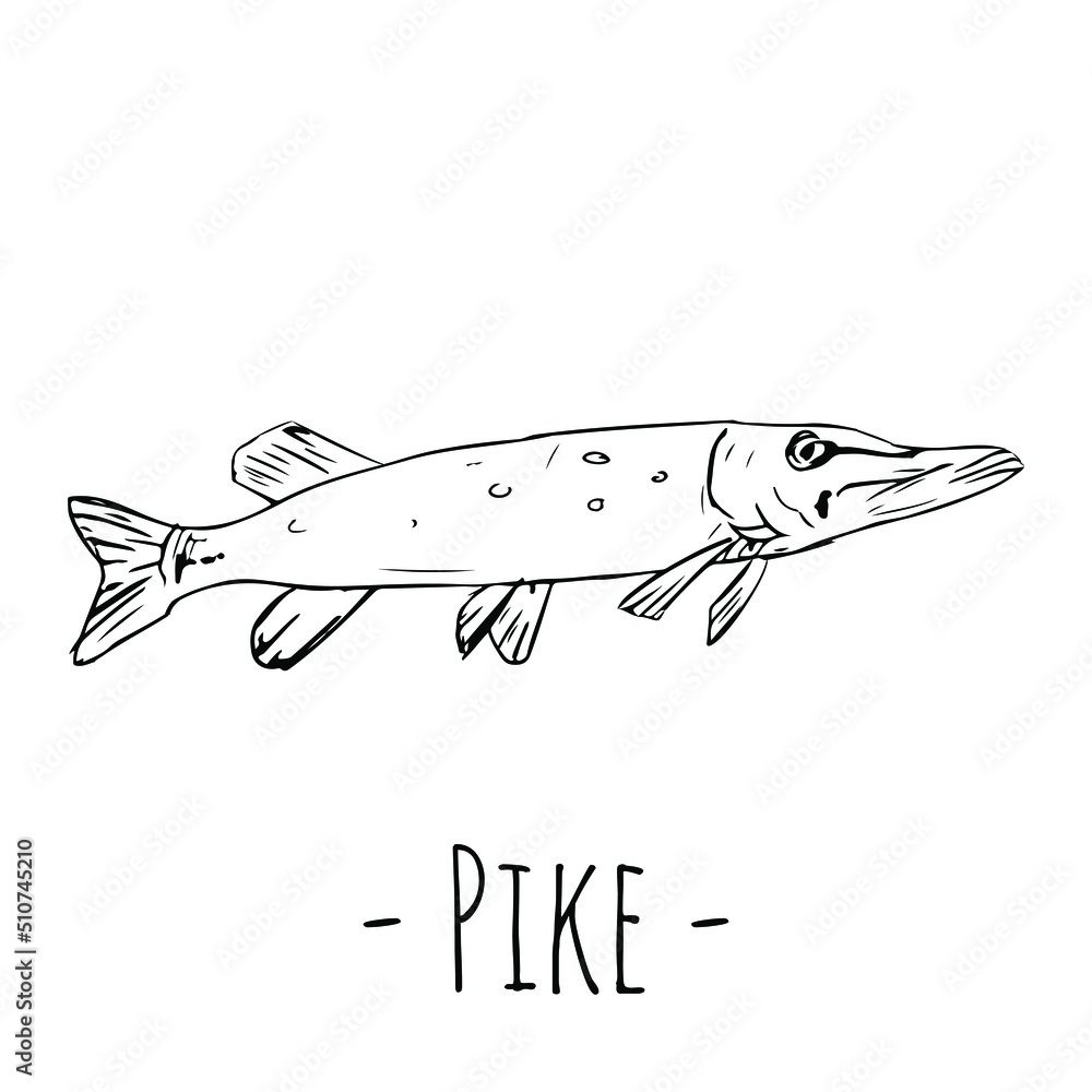 Pike. Isolated on white. Vector illustration. Hand-drawn style. Stock ...