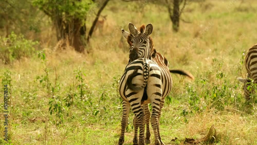 Two zebras in love stand hugging each other with their heads on their ...