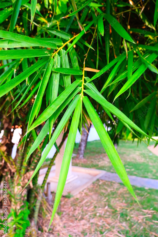 Bamboo laeves shape is linear. leaf venation is palmately parallel ...