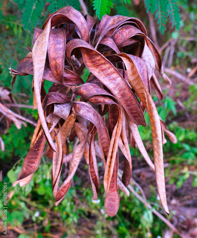 Dry fruits of Leucaena leucocephala or can be called Chinese petai ...