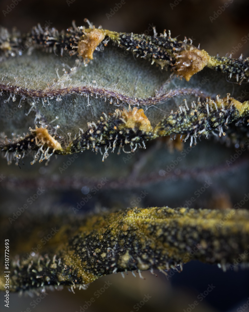 Cannabis plant and root structure from indoor coco grow Stock Photo ...