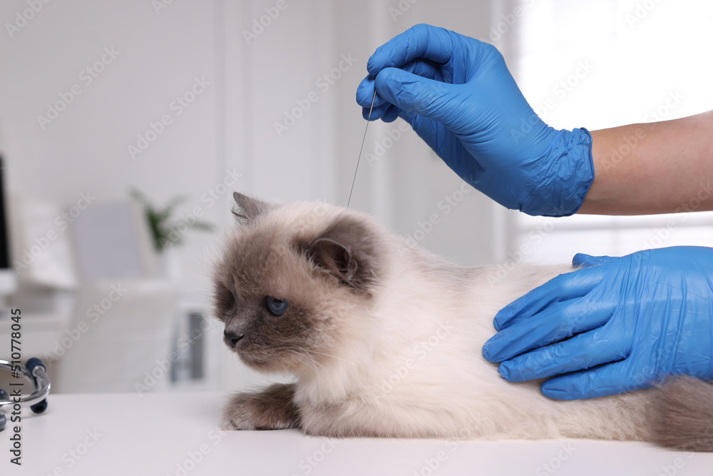 Veterinary holding acupuncture needle near cat's head in clinic ...