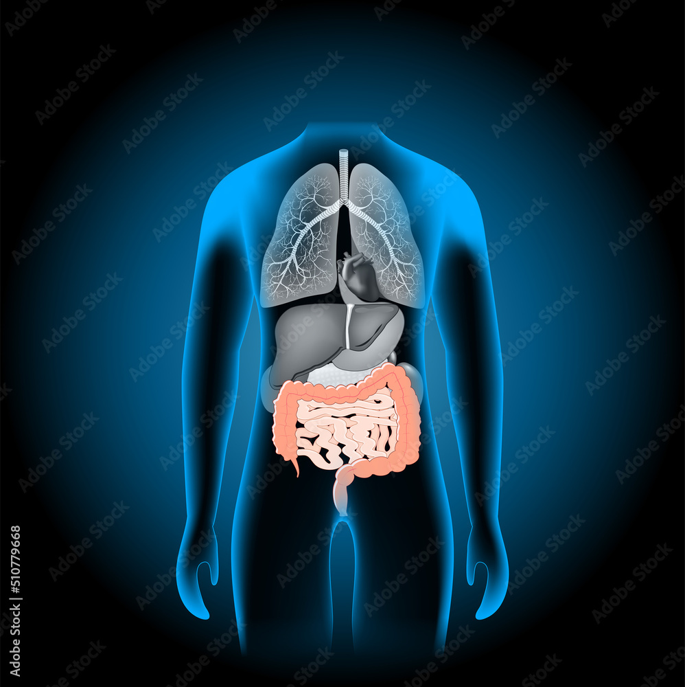 Human body anatomy. Gastrointestinal tract. Digestive system Stock ...