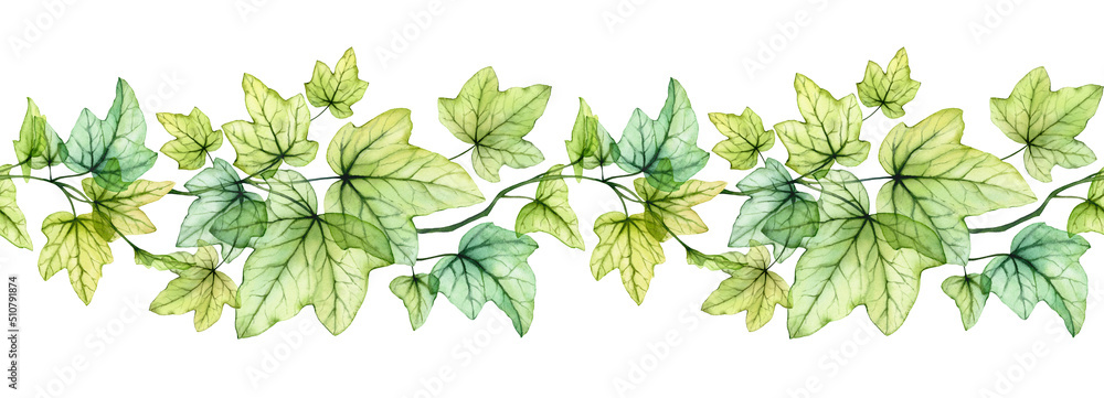 Watercolor seamless border with transparent leaves. English ivy plant ...