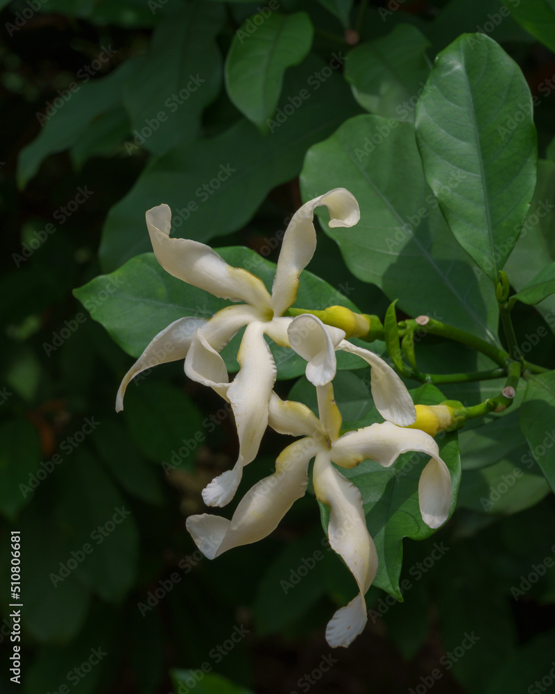 Closeup view of bright white fragrant flowers of tropical shrub ...