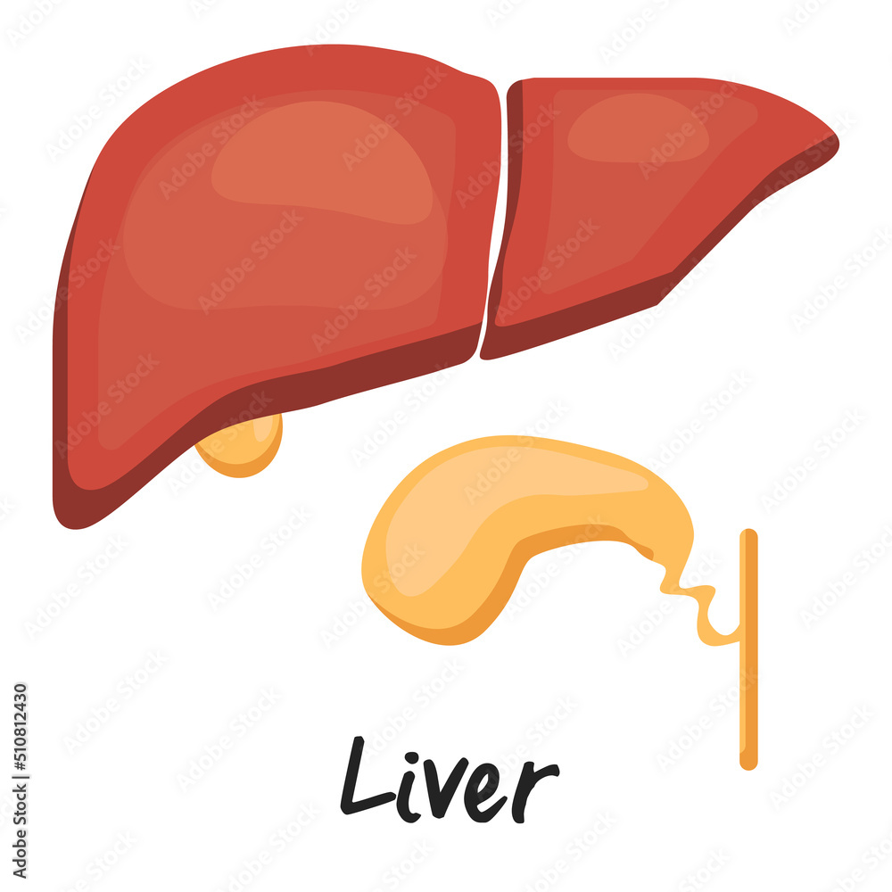 Vector illustration of a liver and gallbladder. Internal organs anatomy ...