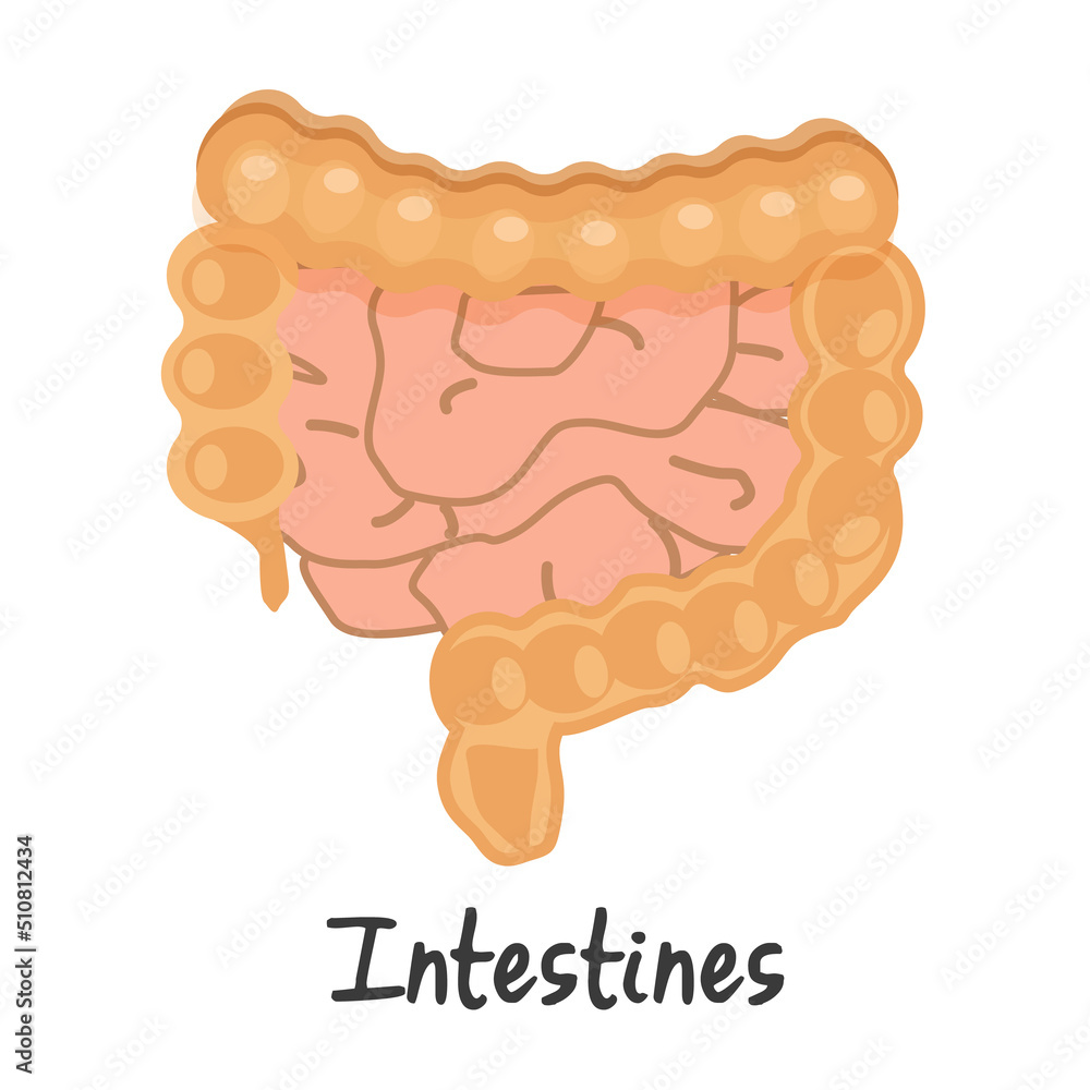 Vector human intestines anatomy isolated on white. Internal organ ...