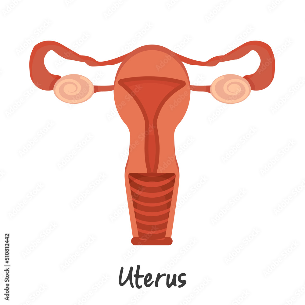 Vector Medical Illustration Of Uterus Isolated On White Internal Organ