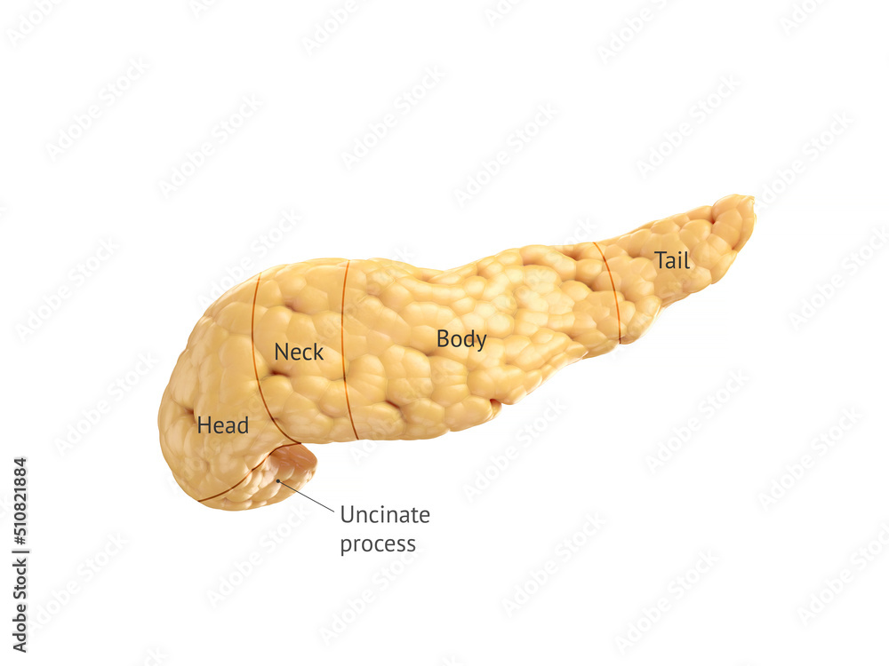 Anatomically accurate illustration of human pancreas isolated on white ...