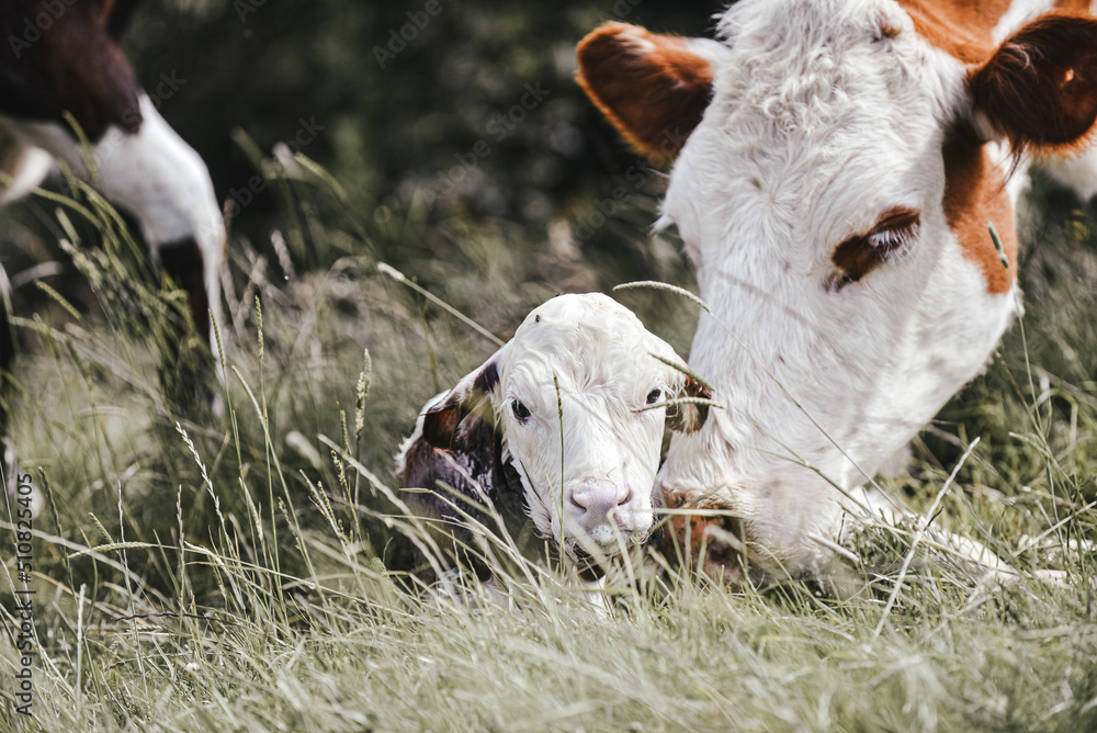 Newborn baby heifer calf breathes and stands for the first time on the ...