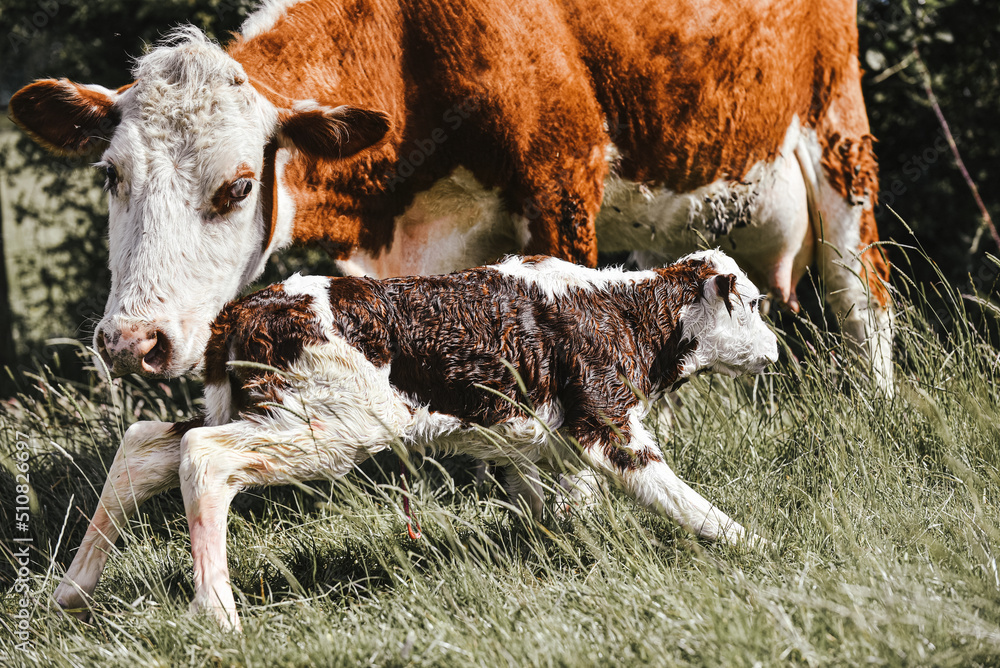 Newborn baby heifer calf breathes and stands for the first time on the ...