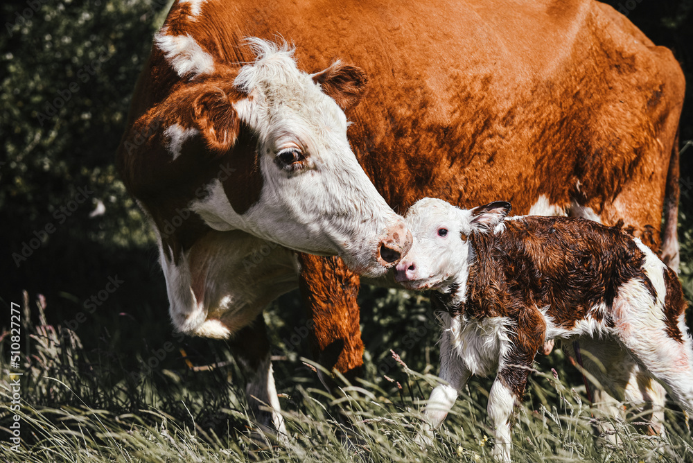 Newborn baby heifer calf breathes and stands for the first time on the ...