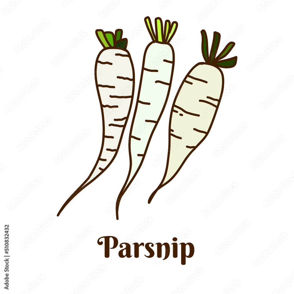 Hand drawn flat cartoon vector illustration of parsnip isolated on ...