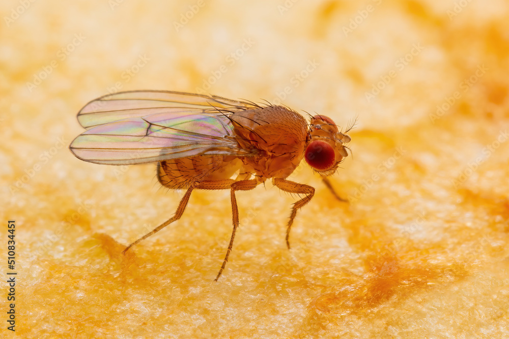 Tropical Fruit Fly Drosophila Diptera Parasite Insect Pest on Ripe ...
