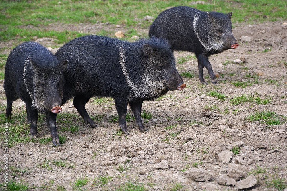 Collared peccary Stock Photo | Adobe Stock