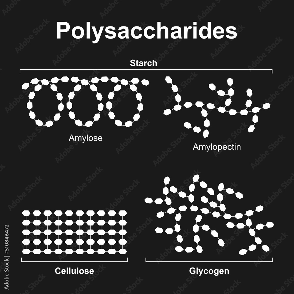 Vetor de Scientific Designing of Polysaccharides Types. Starch ...
